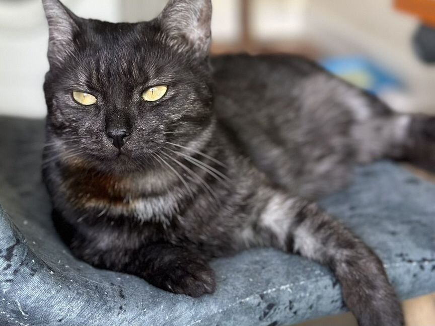 Кошка Гаечка стерилизована в добрые руки