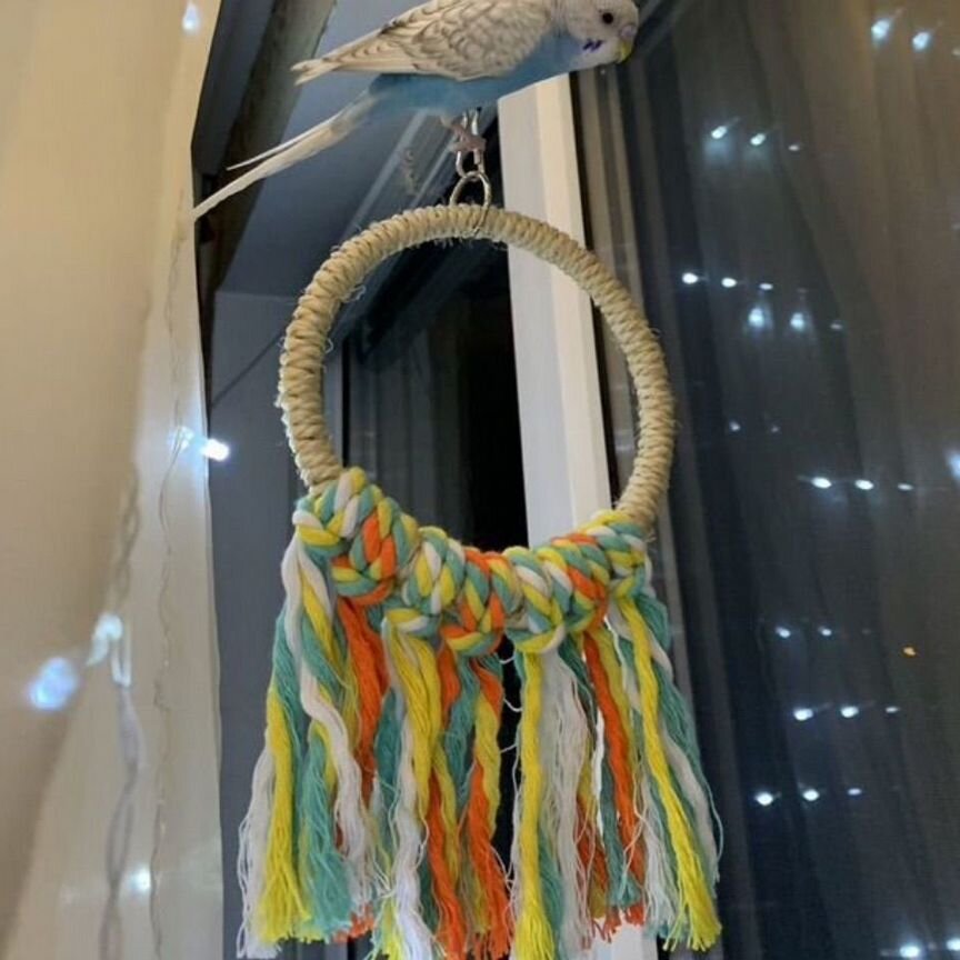 Волнистый попугай мальчик 4 мес