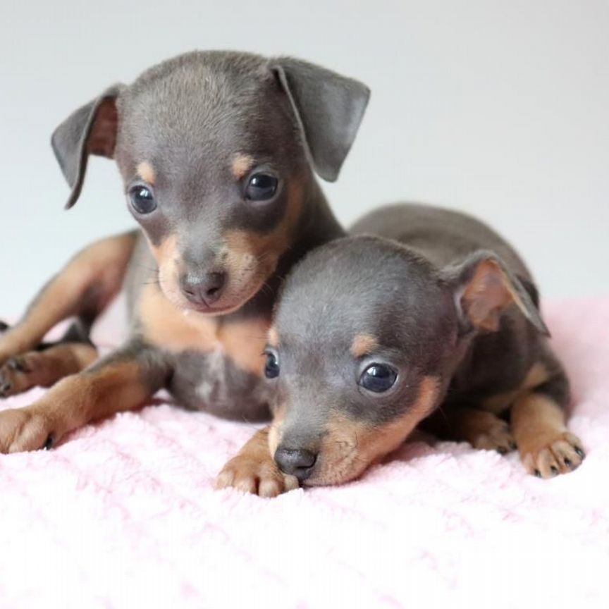 Перламутровые Тойчики