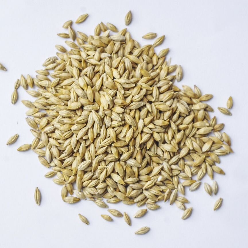 Яровой ячмень