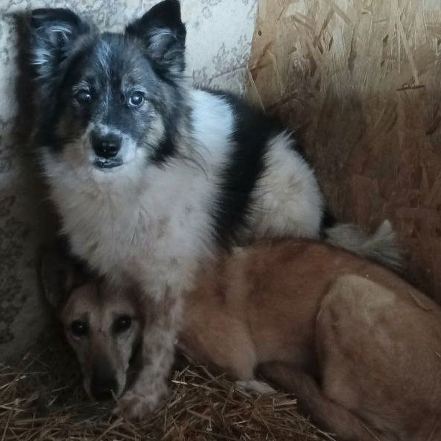 Старички собачки замерзают в приюте