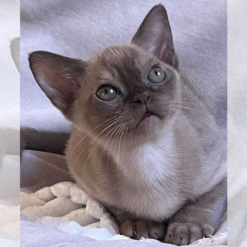 Европейский бурманский котёнок