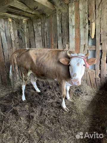 Телка 2 года