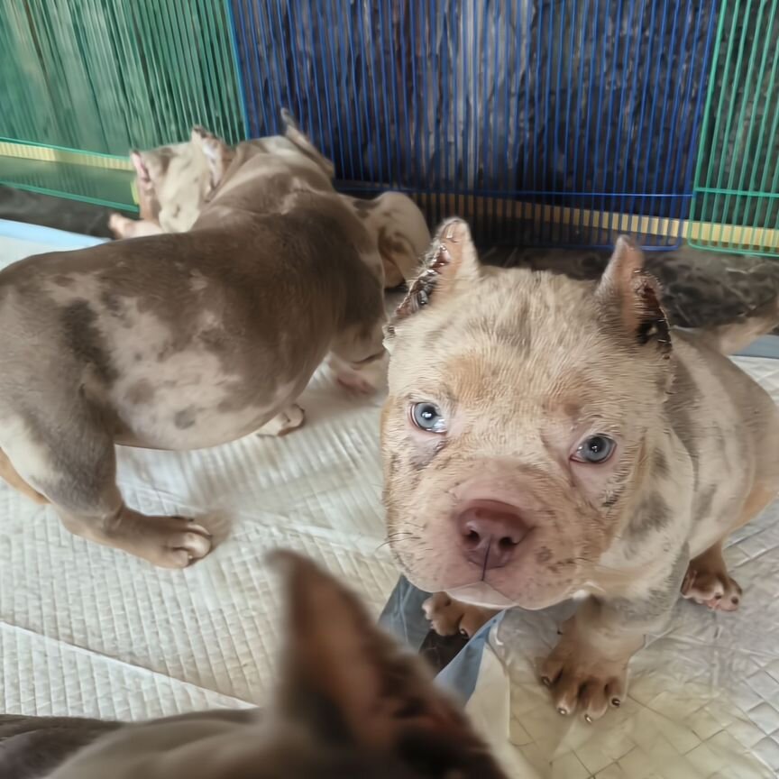 Американский булли, щенок