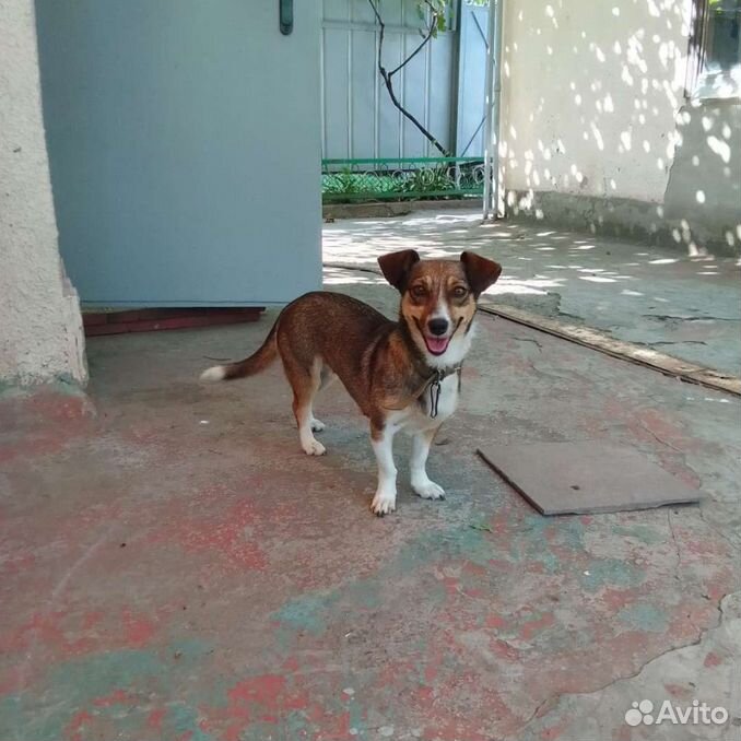 Бони предал хозяин