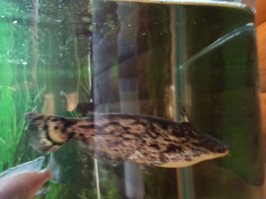 Сомы фишера