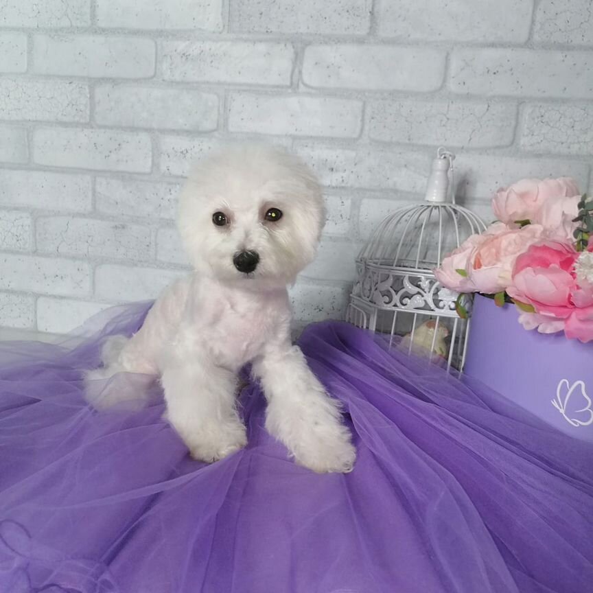 Мальчик мини Бишон 5 мес, 2,5 кг