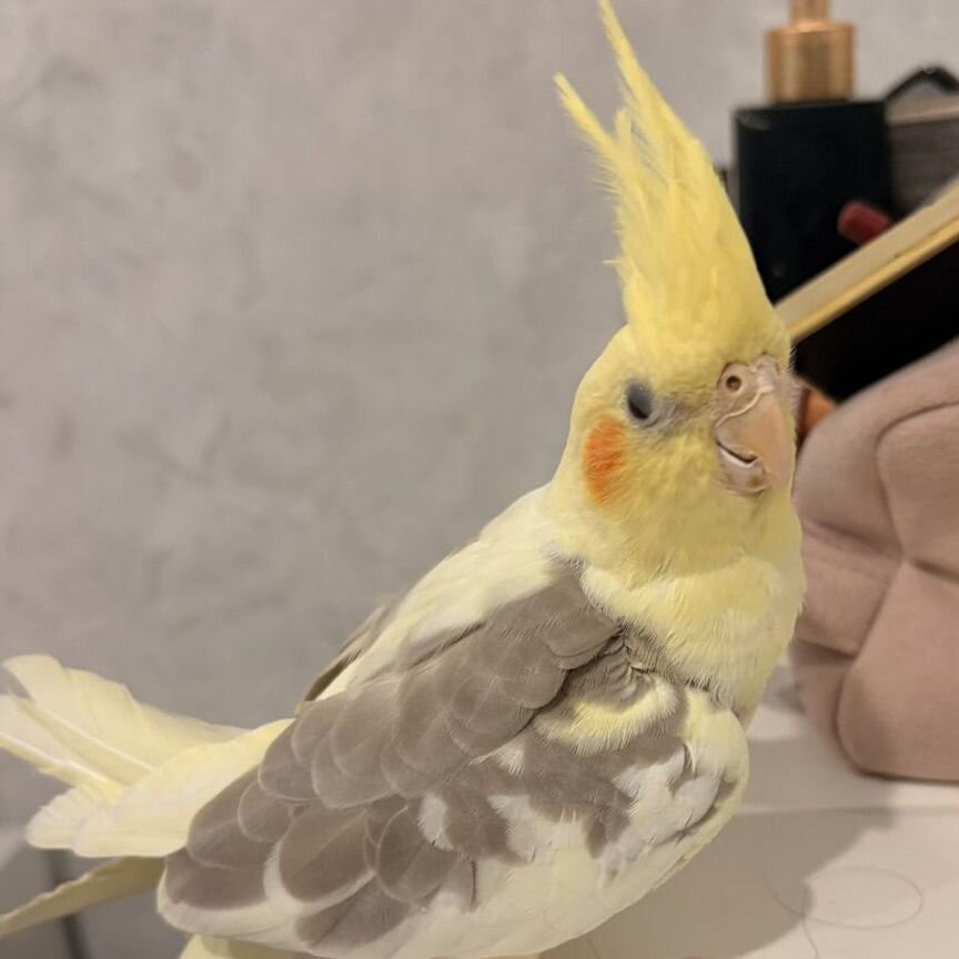 Попугай корелла