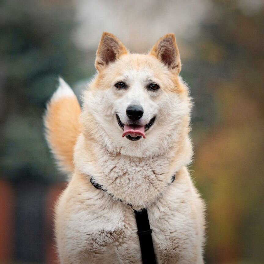 Рыжуля в добрые руки