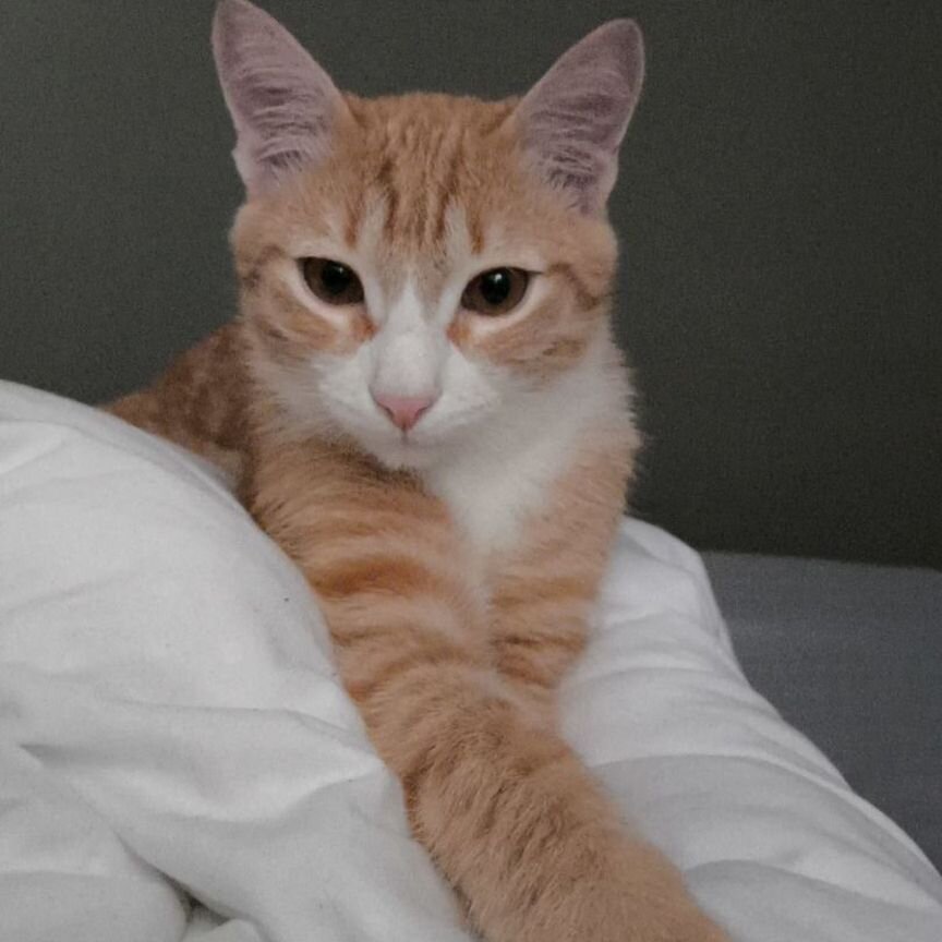 Кот 5 месяцев
