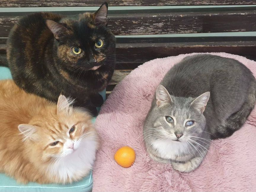 Пушона живет в Котокафе и мечтает о доме