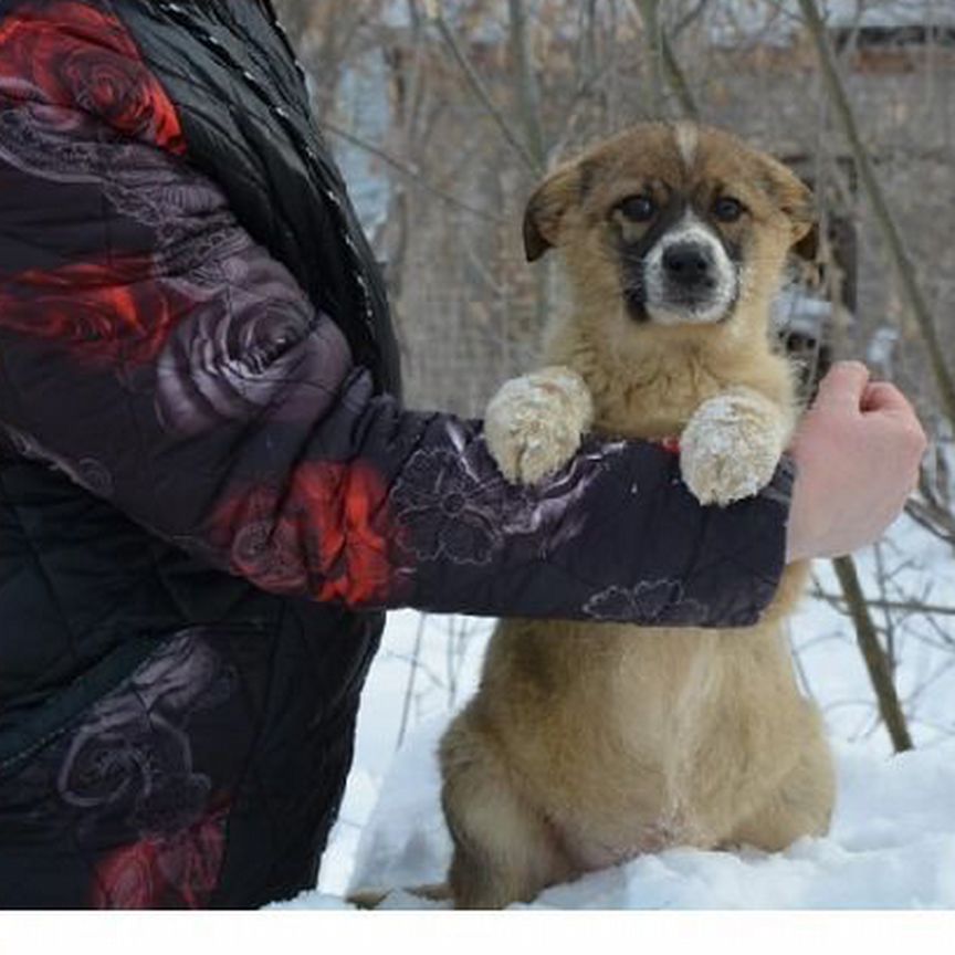 Щенок в добрые руки бесплатно