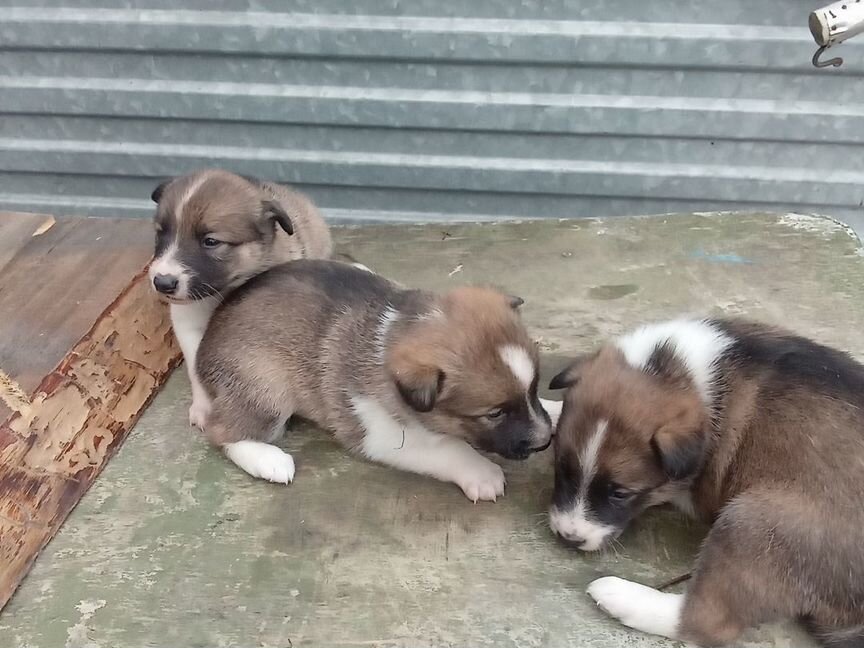 Щенки 1месяц