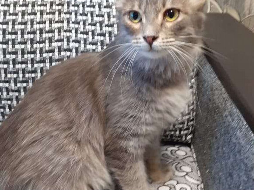 Фенечка котёнок