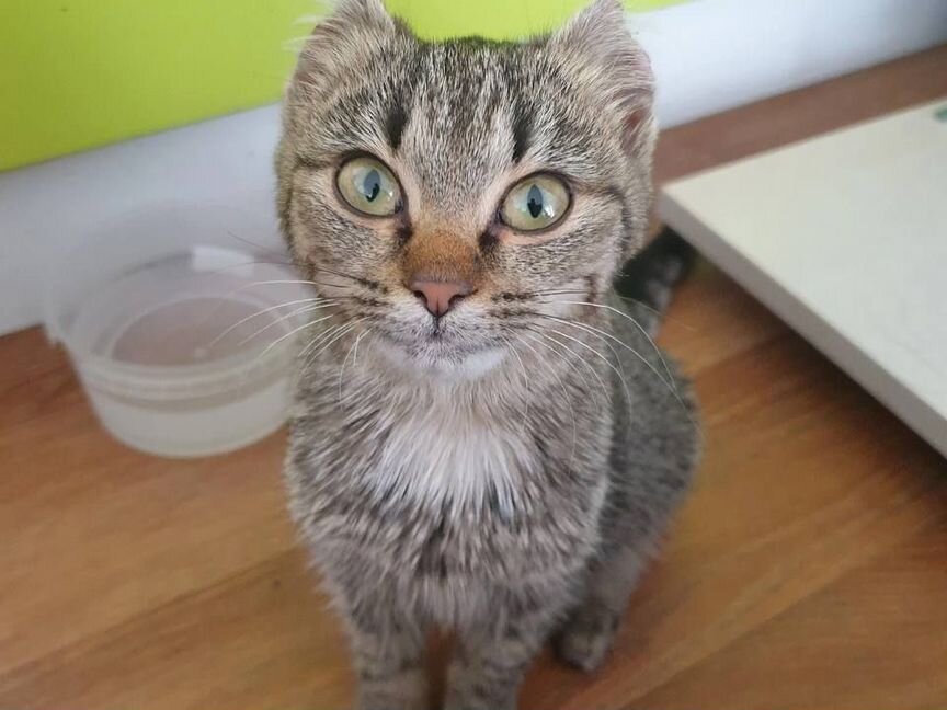 Котенок девочка возрастом 3 месяца