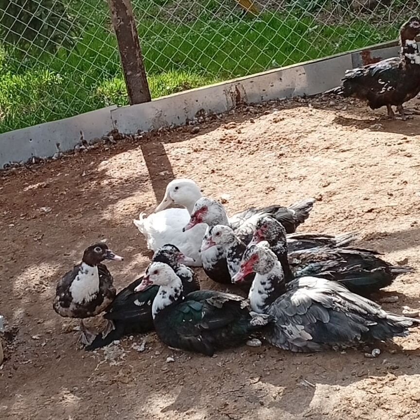 Индоутки, гуси