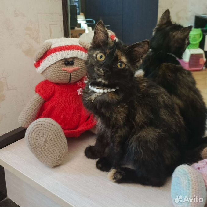 Бусинка ищет маму и папу