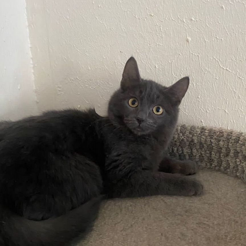 Пушистый котик Пирожочек