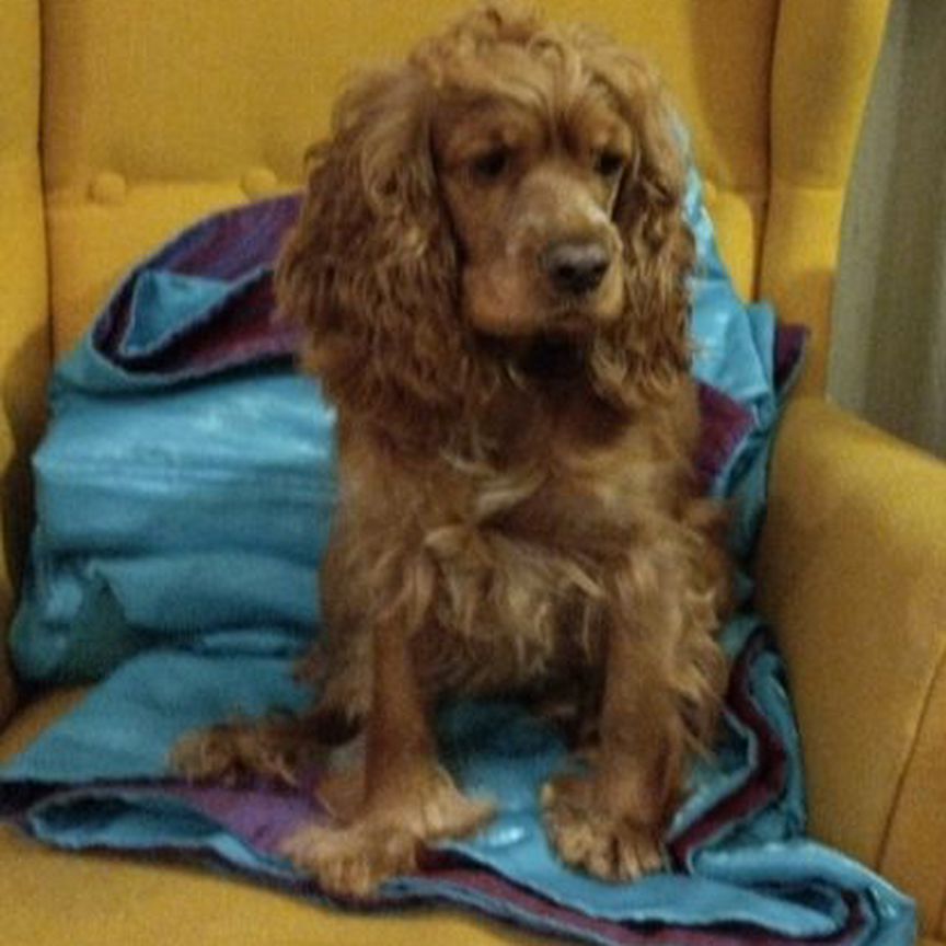 Английский кокер-спаниель, взрослая собака