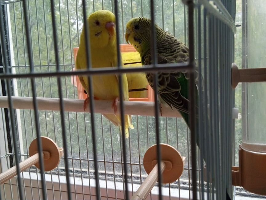 Волнистики, молодая пара с клеткой