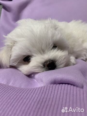 Мальтипу мини тикап Корея