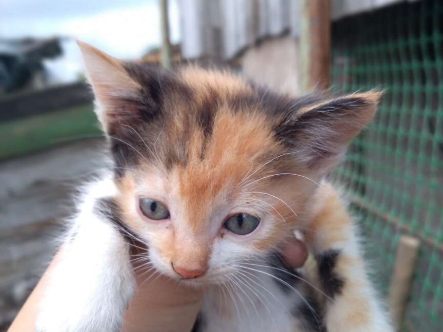 Котята мама кошка мышеловка