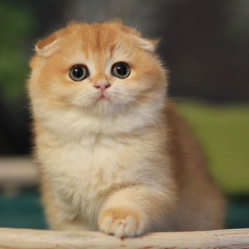 Шотландский вислоухий короткошёрстный котёнок