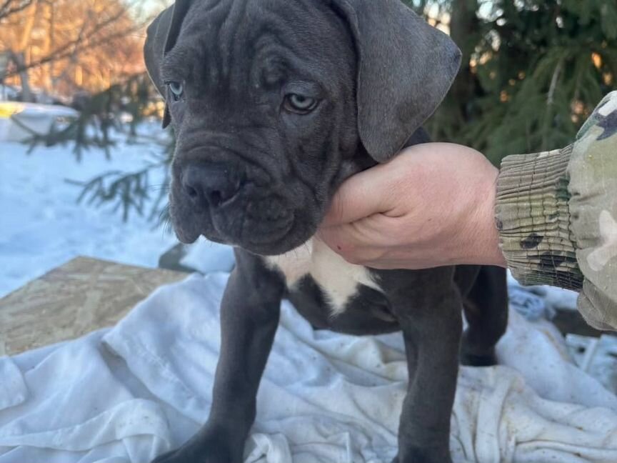 Щенки итальянский Кане корсо