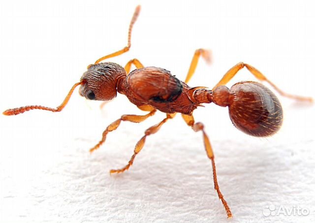 Муравьи для начинающих Myrmica rubra