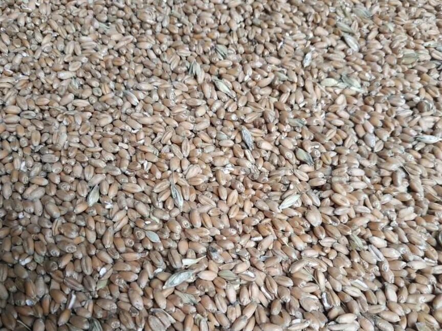 Просо, Кормовой овёс корма