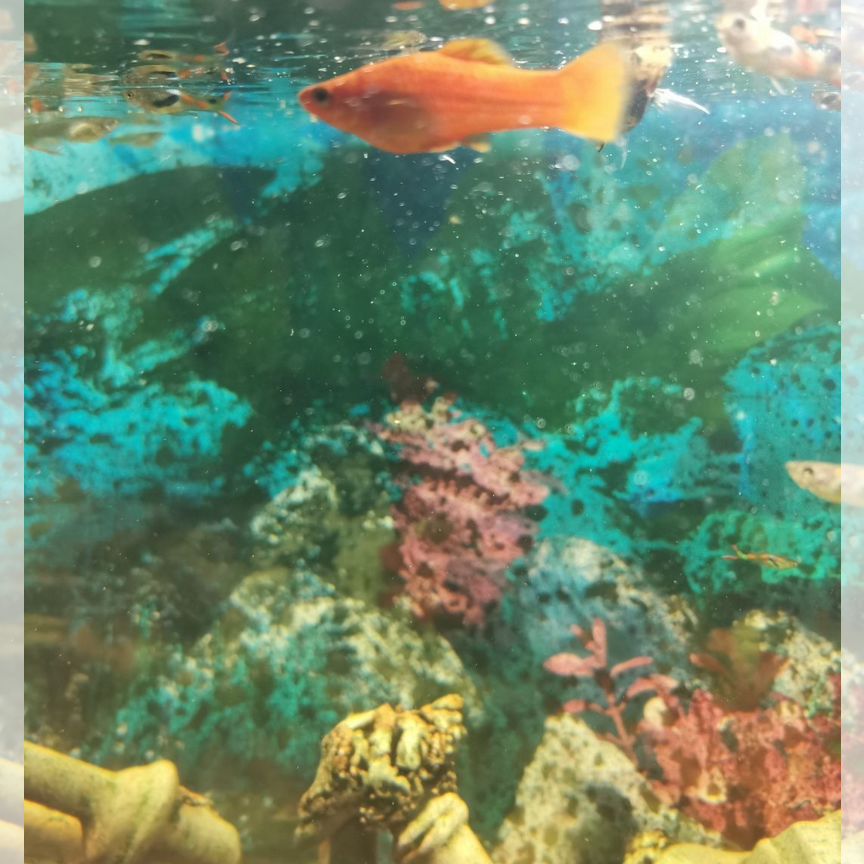 Метисы пецилии и меченосцев