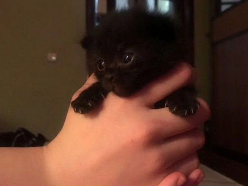 Вислоухие котята