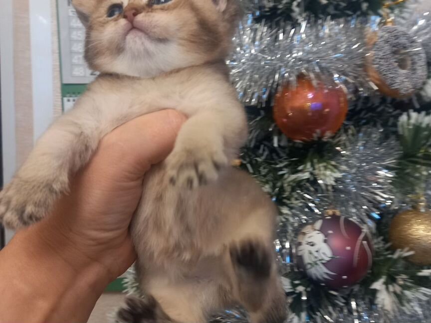 Шотландские котята