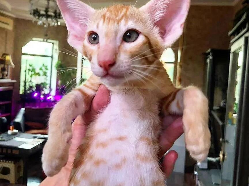 Ориентальный солнечный