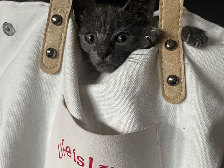 Котенок в добрые руки
