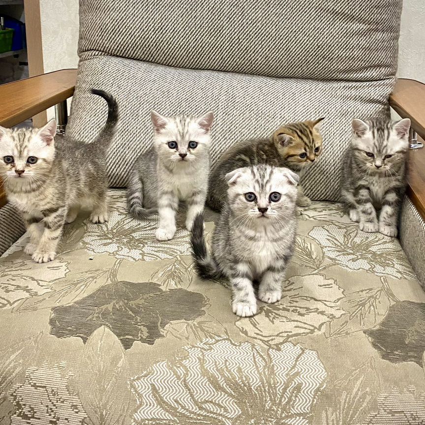 Шотландские котята