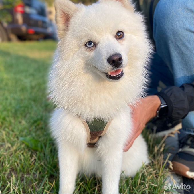 Помски супер мальчик