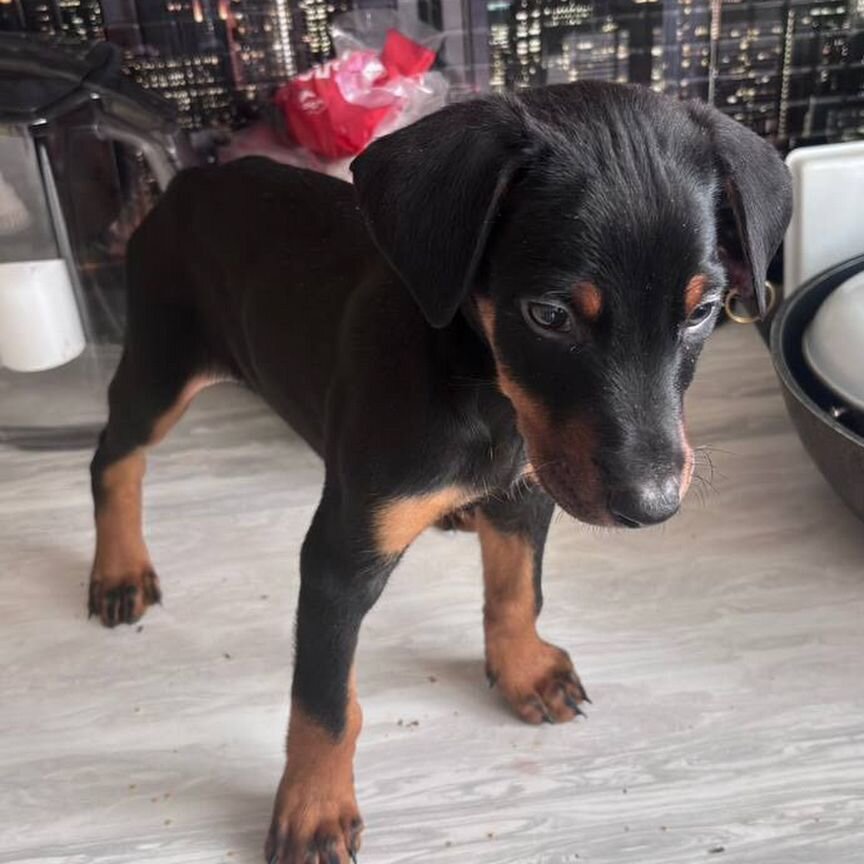 Доберман, щенок