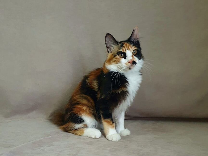 Кошки курильский бобтейл