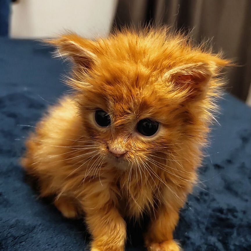Мейн-кун котёнок
