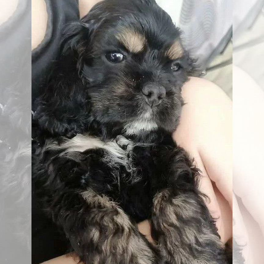 Американский кокер-спаниель, щенок