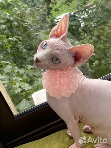 Белая Роза) Разноглазая Принцесса