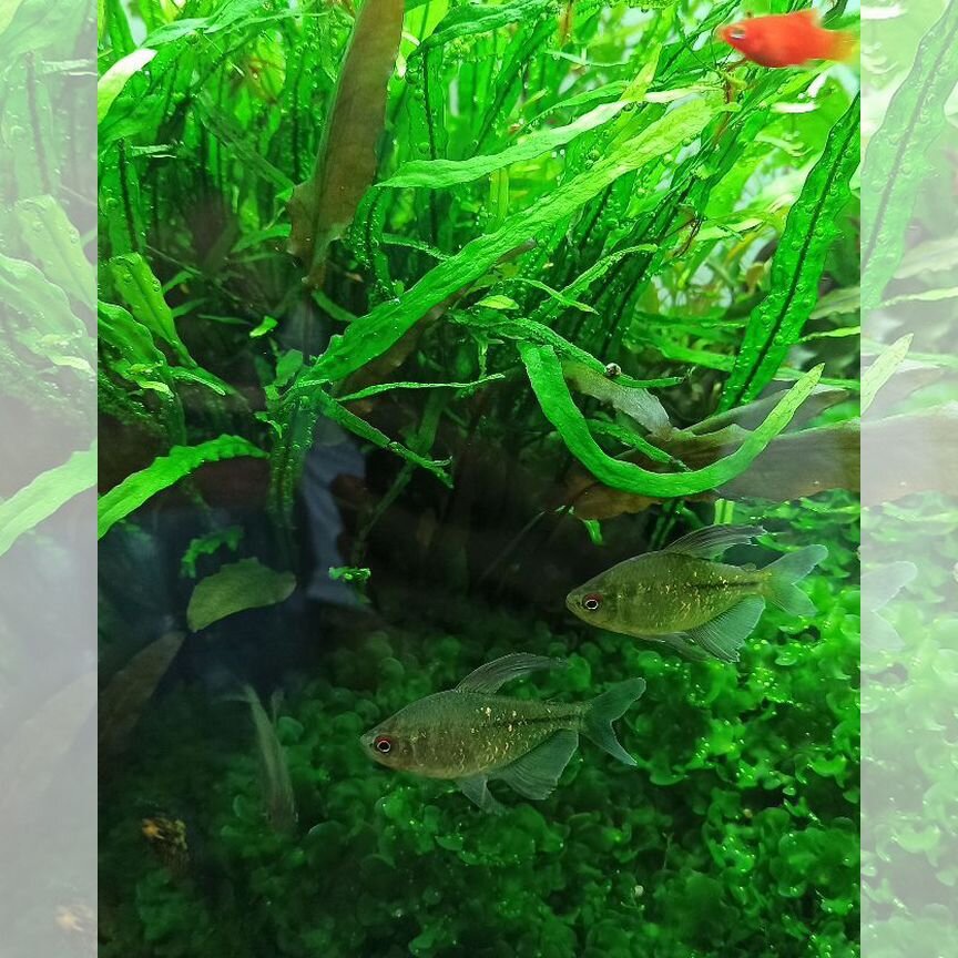 Тетра бриллиантовая