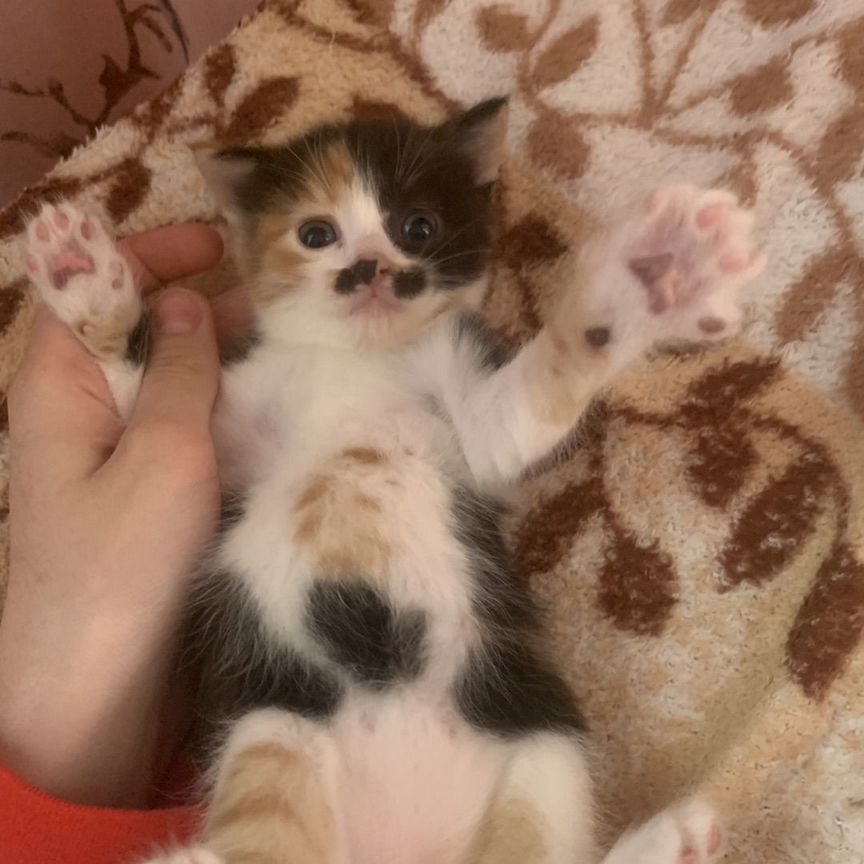 Котята девочки