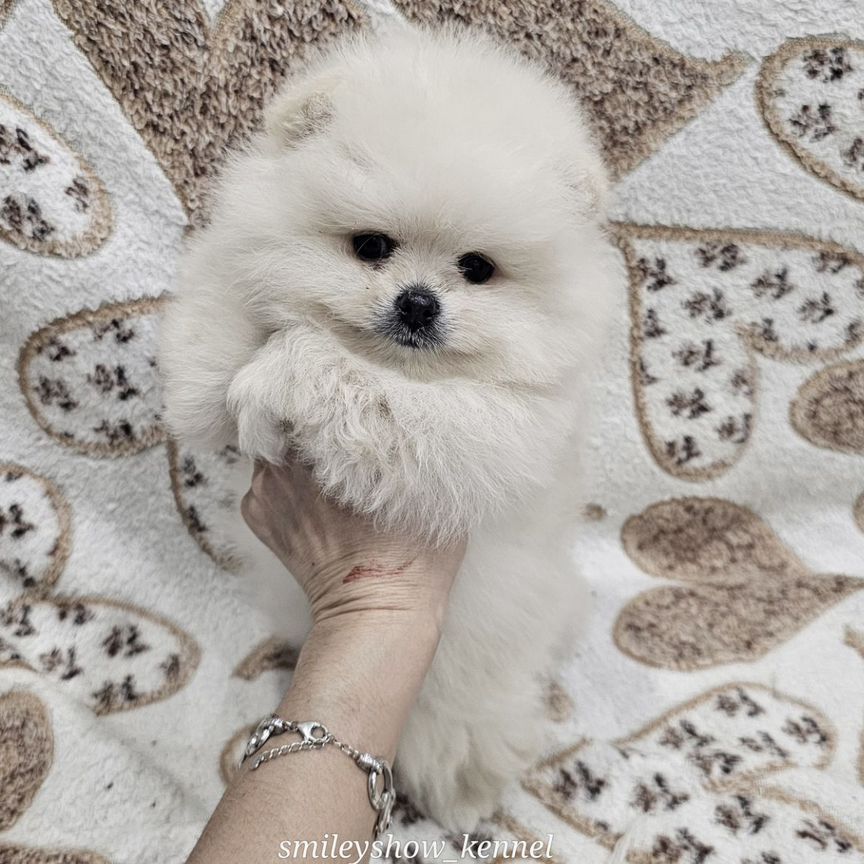 Курносый мальчик айс крем. РКФ