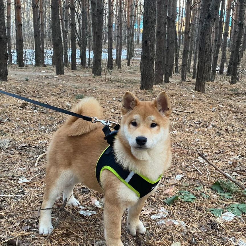 Сиба ину