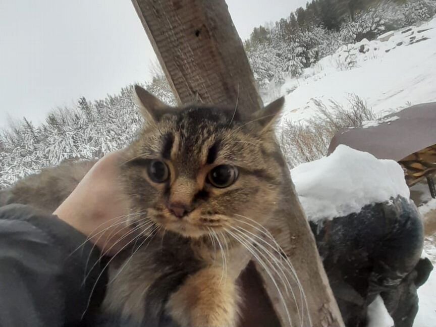 Кошка (котенок около 6 месяцев)