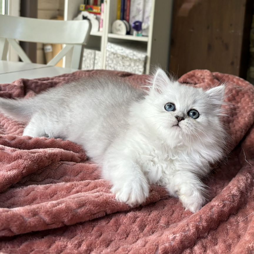 Персидский котенок