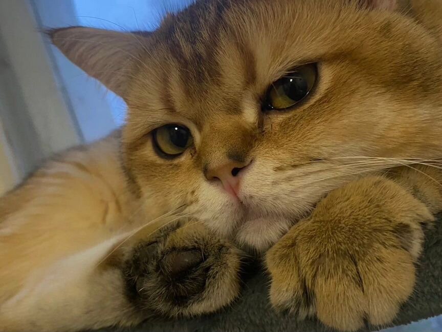 Британец Шиншилла nu 11 золото (Вязка)