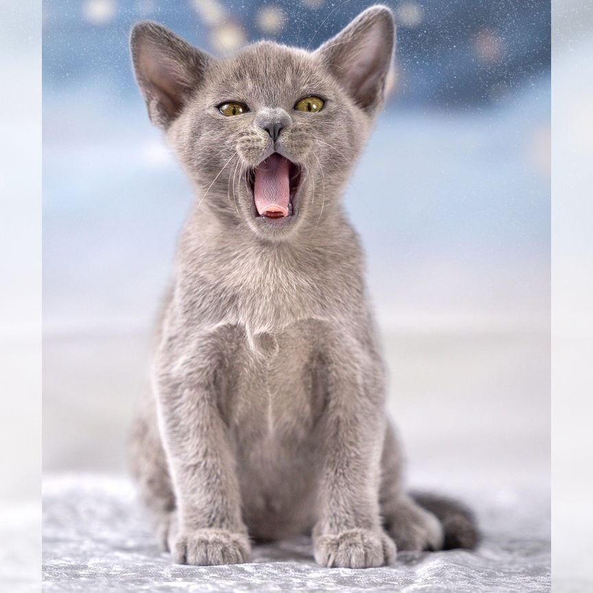 Европейский бурманский котёнок